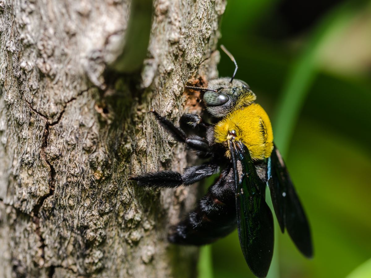 Carpenter Bee Removal - Assure Pest Services